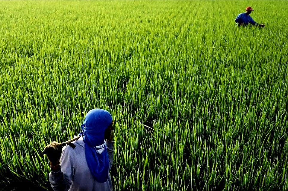 Reviving a failed paddy board – Sabah Insights